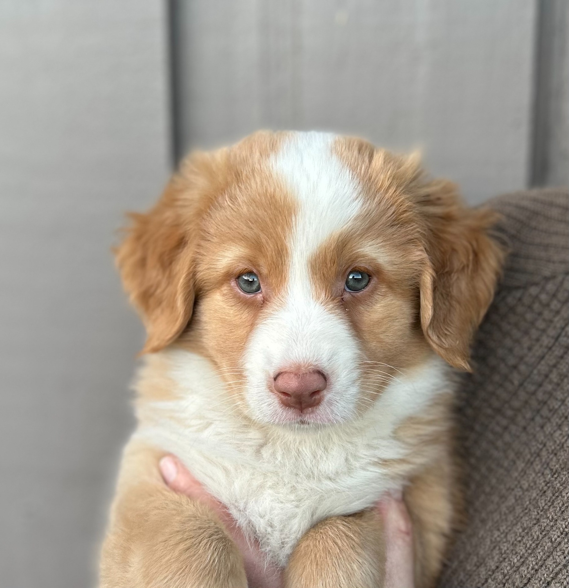 3rd litter - The Charming ones :: Rockferry-kennel